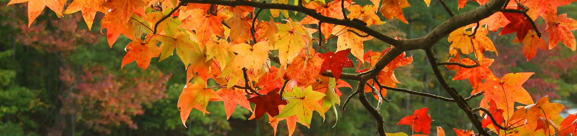 David Lawrence Smock